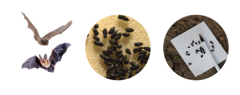 Animal Droppings - Gotcha Wildlife Inc.