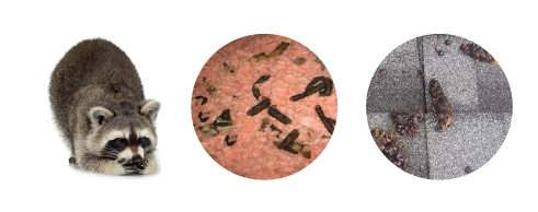 Animal Droppings - Gotcha Wildlife Inc.