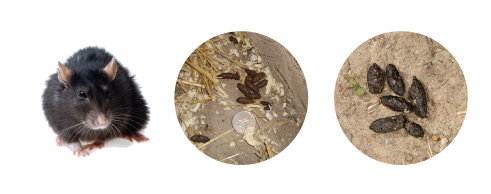 Animal Droppings - Gotcha Wildlife Inc.