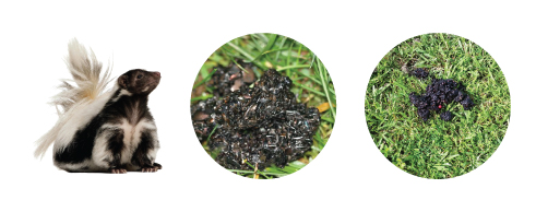 Animal Droppings - Gotcha Wildlife Inc.