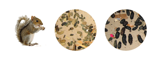 Animal Droppings - Gotcha Wildlife Inc.